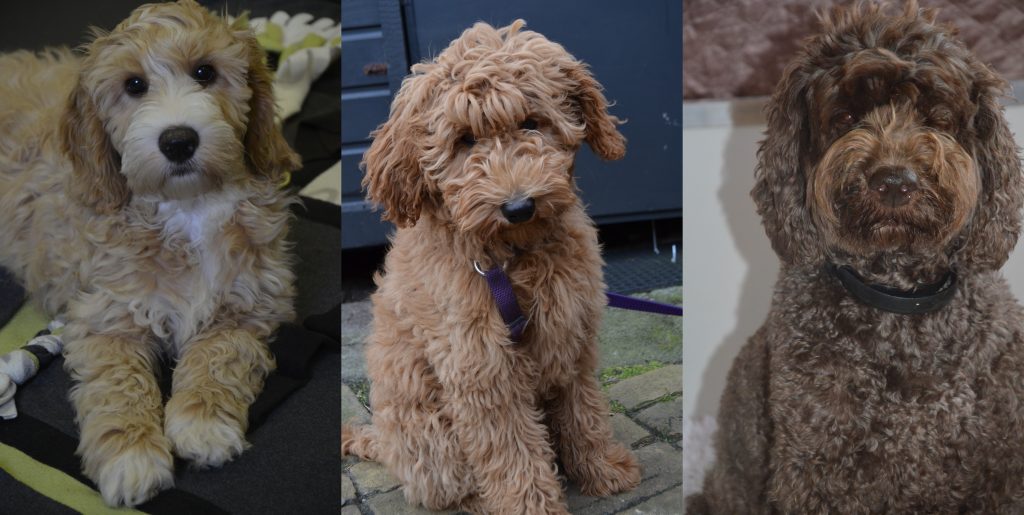 Provenienza - Pride And Joy Australian Labradoodles